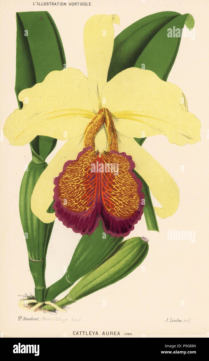 Cattleya aurea -Fotos und -Bildmaterial in hoher Auflösung – Alamy