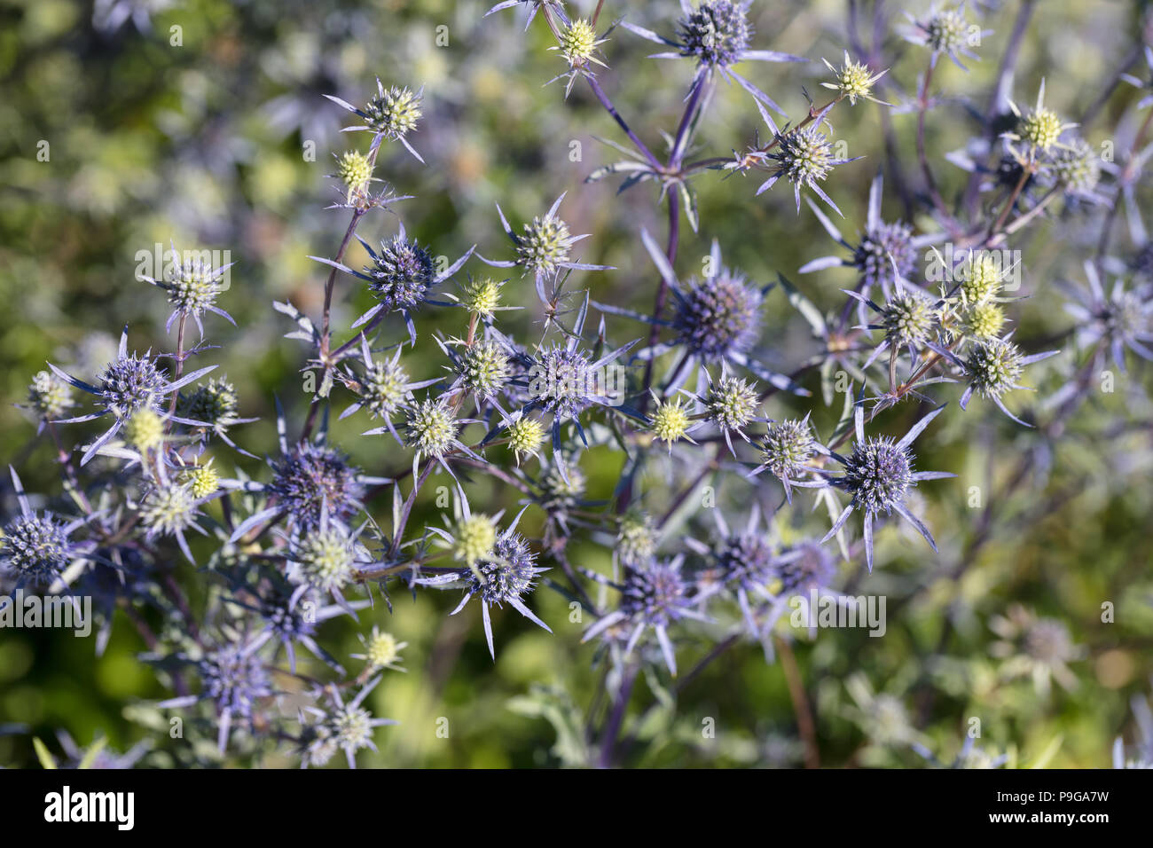 Blaue distel eryngium -Fotos und -Bildmaterial in hoher Auflösung – Alamy