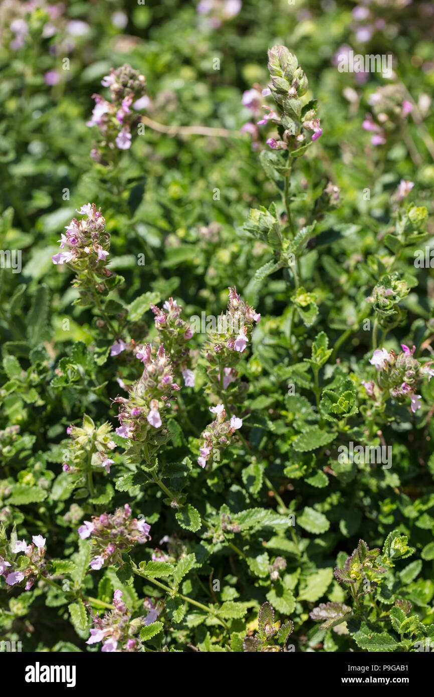Strauchiger gamander Stockfotos und -bilder Kaufen - Alamy