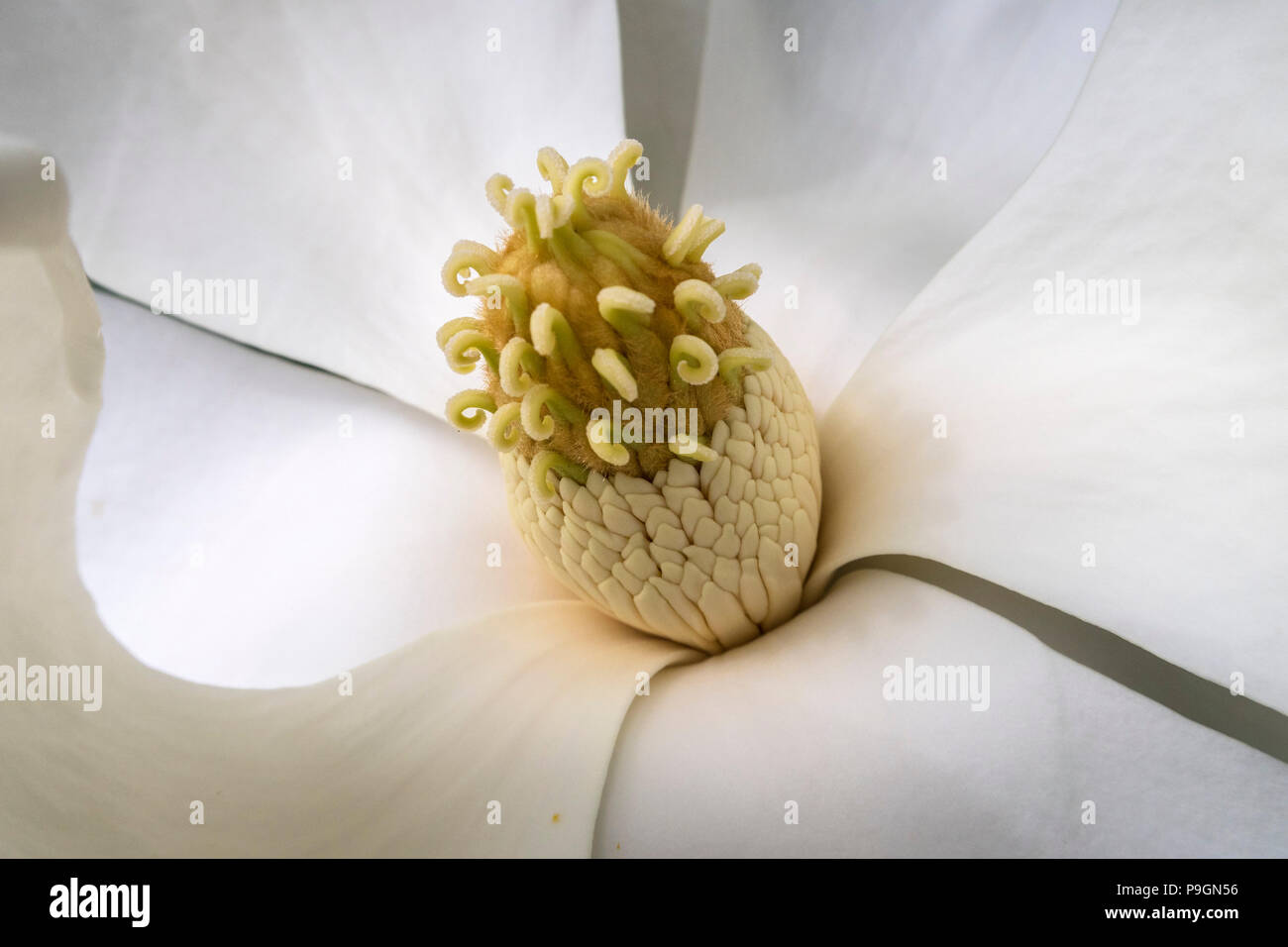 Enorme Blume eines Magnolia grandiflora Edith Bogue Stockfotografie - Alamy