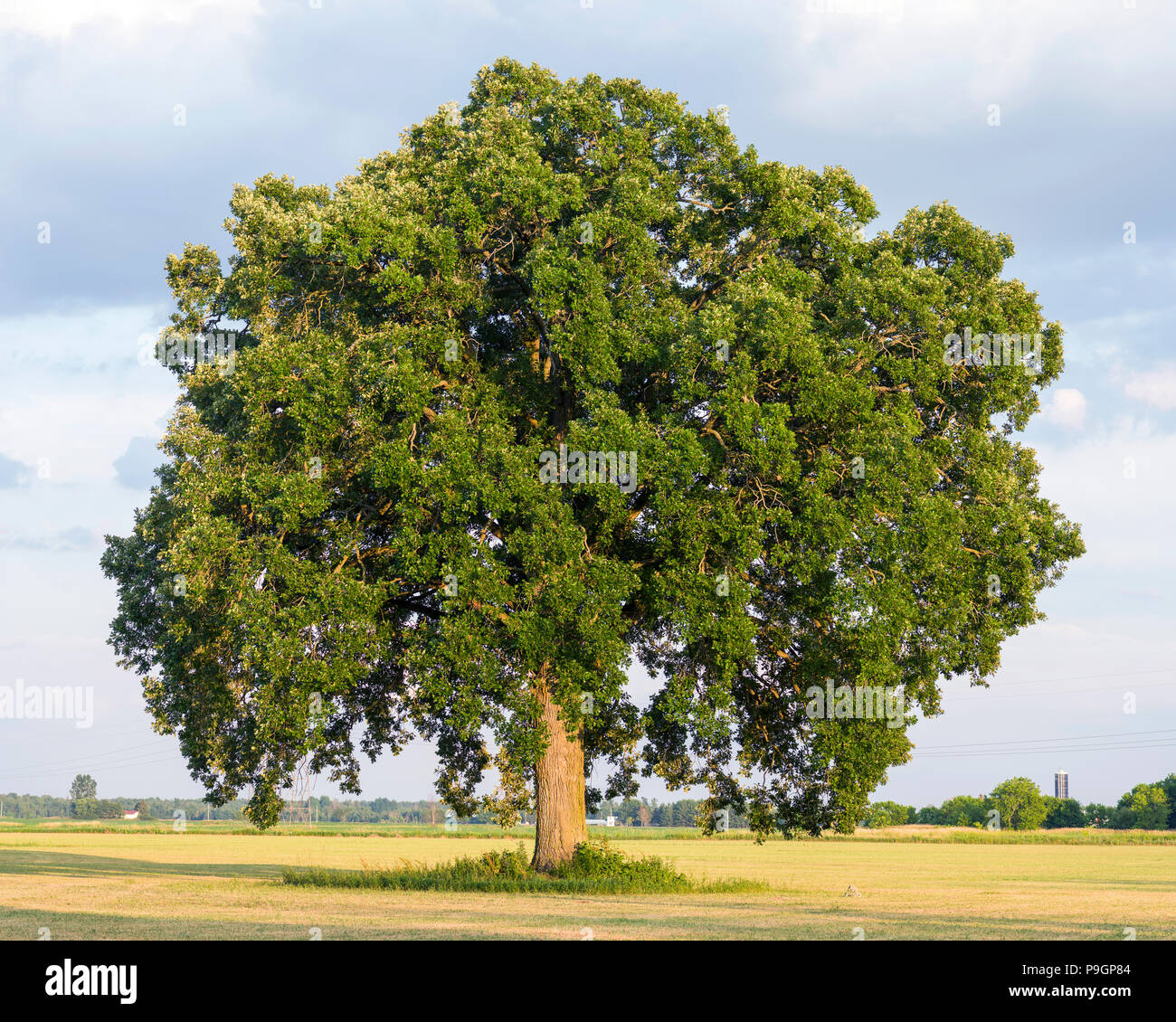 Bur eichen -Fotos und -Bildmaterial in hoher Auflösung – Alamy