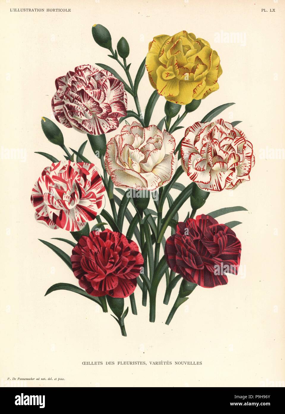 Nelke Sorten, Dianthus Caryophyllus. Gezeichnet und chromolithographed ...