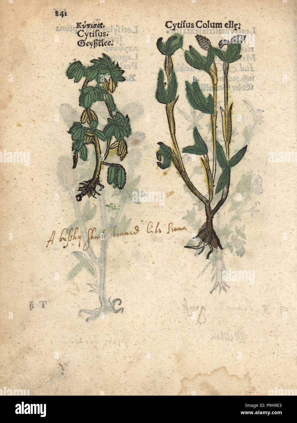 Cytisus columella -Fotos und -Bildmaterial in hoher Auflösung – Alamy