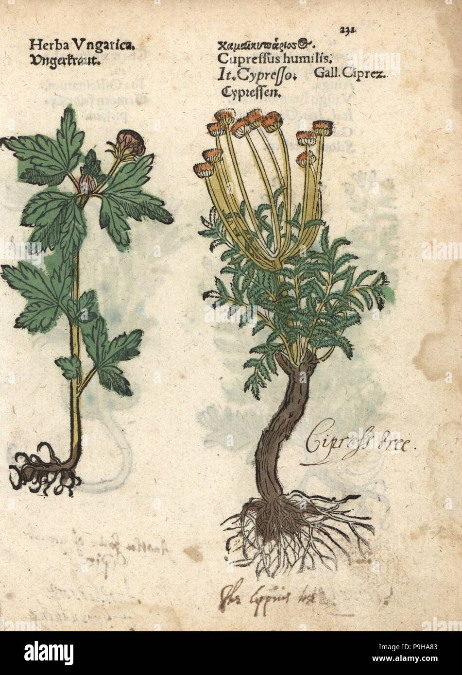 Cupressus humilis -Fotos und -Bildmaterial in hoher Auflösung – Alamy