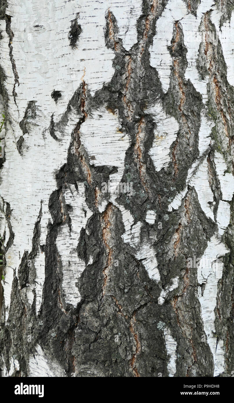 Birke Rinde Textur Stockfotografie - Alamy