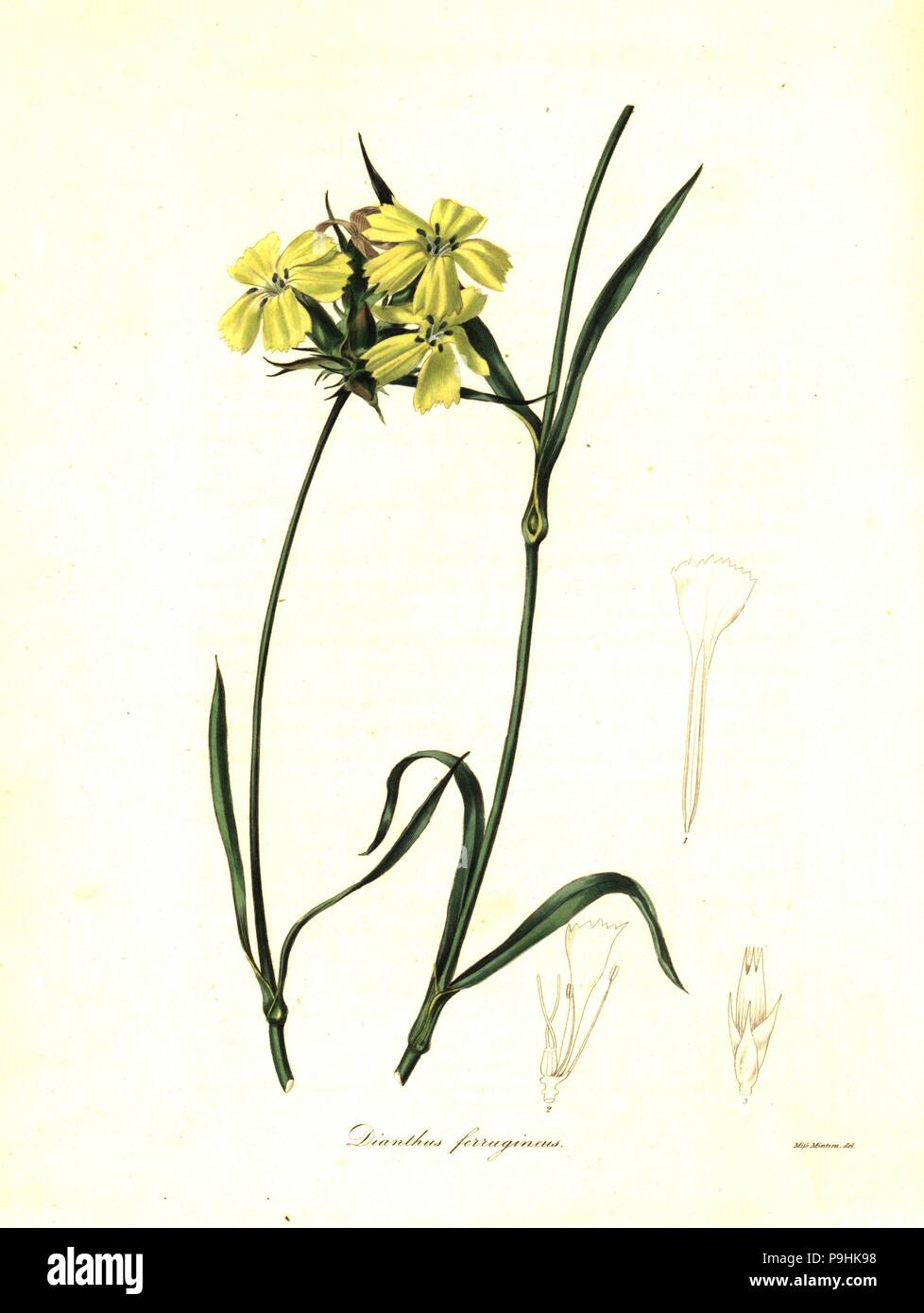 Rusty Rosa, Dianthus Art. Papierkörbe Kupferstich nach einer ...