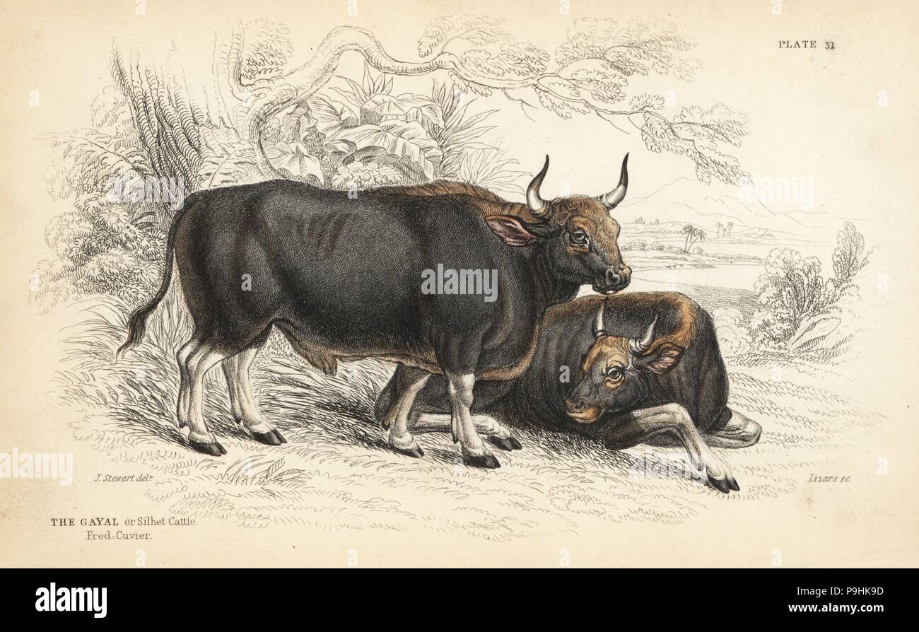 Gayal cattle -Fotos und -Bildmaterial in hoher Auflösung – Alamy