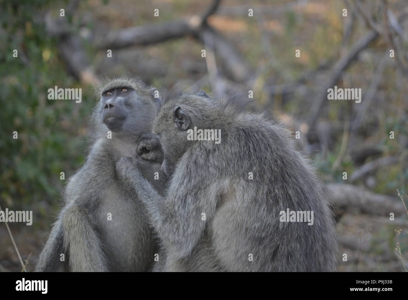 Pavian umhang -Fotos und -Bildmaterial in hoher Auflösung – Alamy