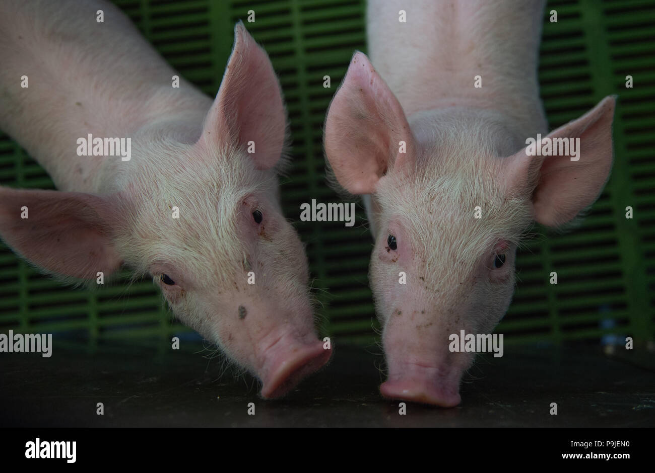Das Hausschwein Auch Schweine Stockfotos und -bilder Kaufen - Alamy