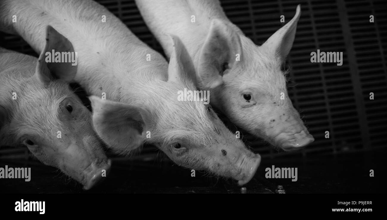 Das Hausschwein Auch Schweine Stockfotos und -bilder Kaufen - Alamy