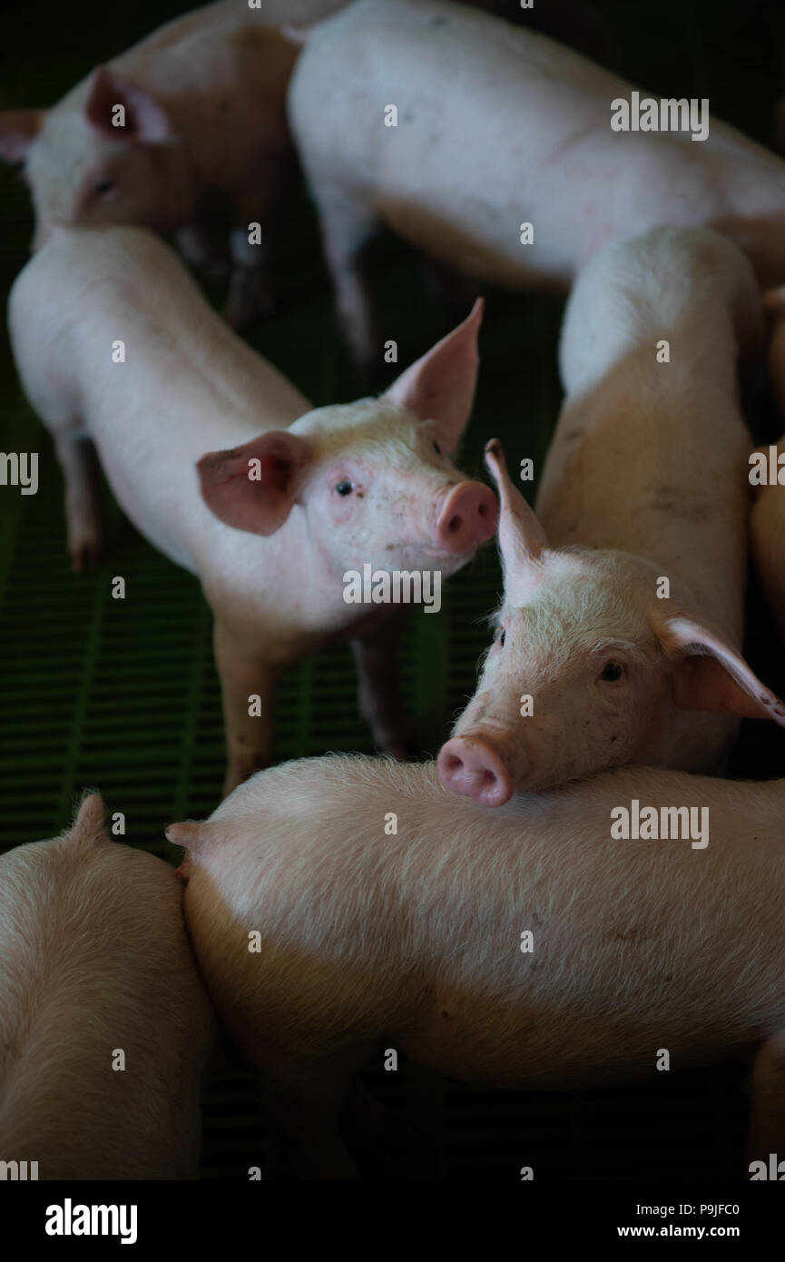 Das Hausschwein Auch Schweine Stockfotos und -bilder Kaufen - Alamy