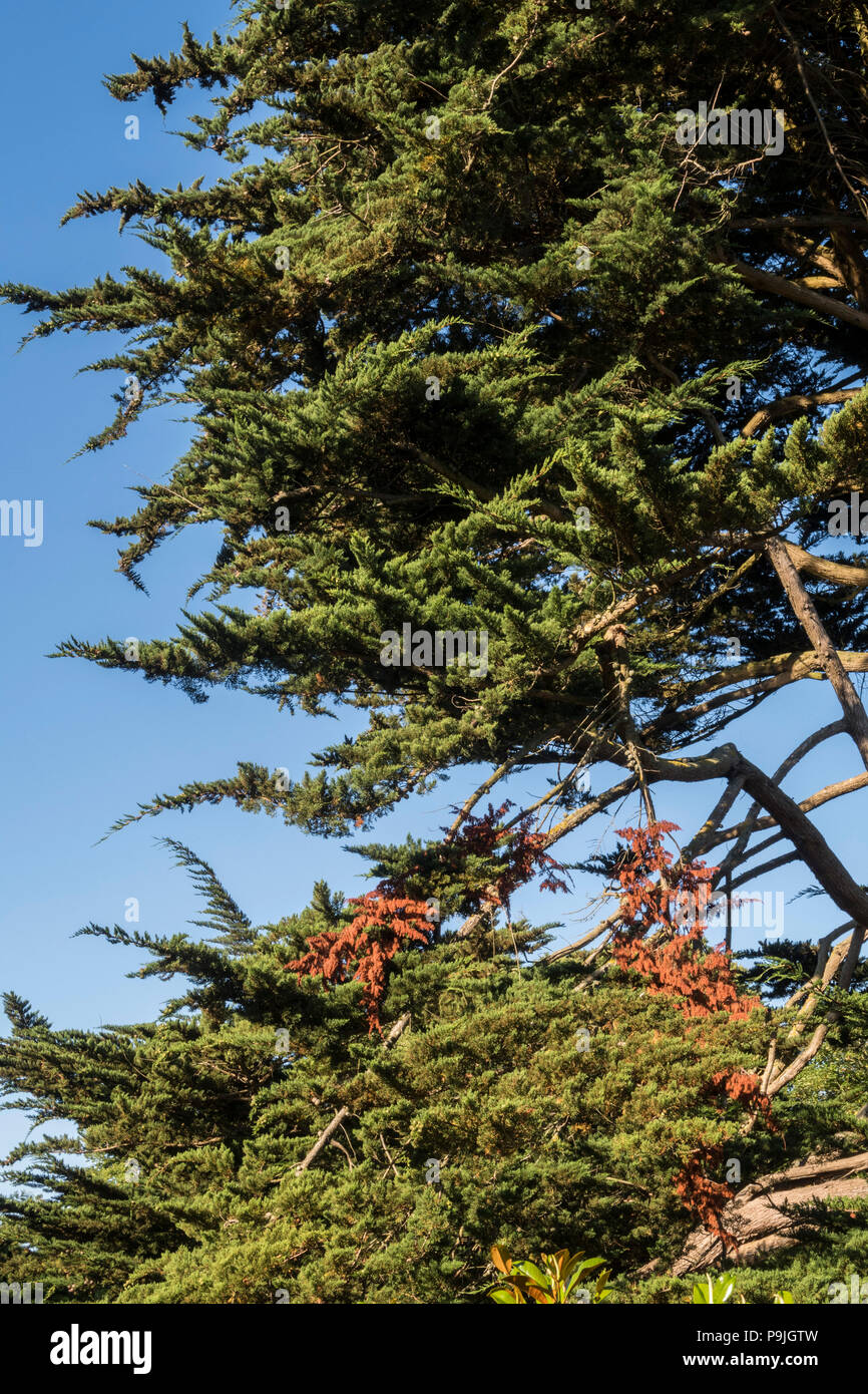 Tote äste -Fotos und -Bildmaterial in hoher Auflösung – Alamy