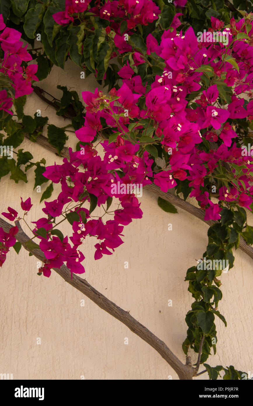 Index kewensis -Fotos und -Bildmaterial in hoher Auflösung – Alamy