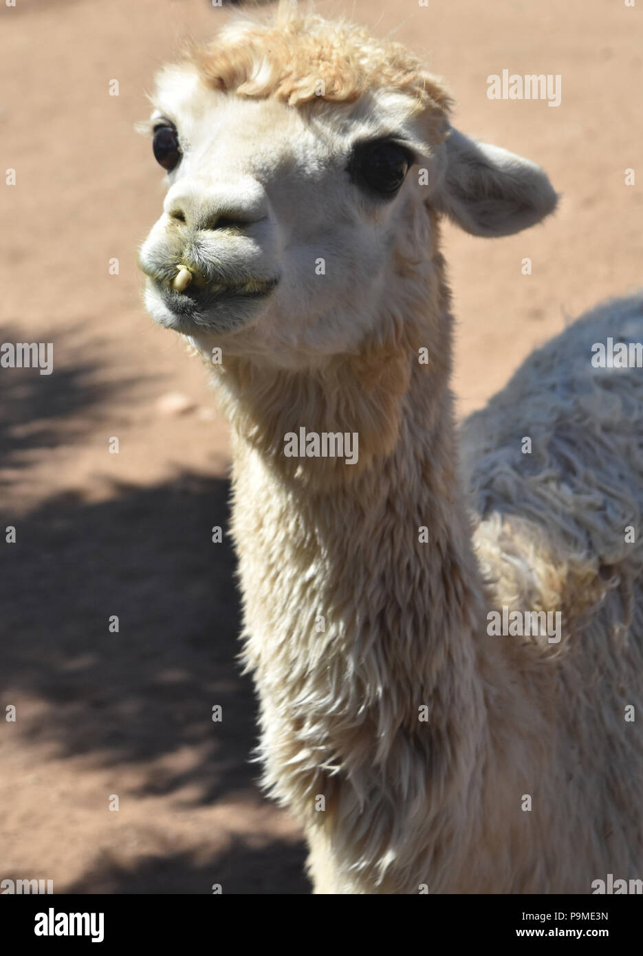 Dummes lama -Fotos und -Bildmaterial in hoher Auflösung – Alamy