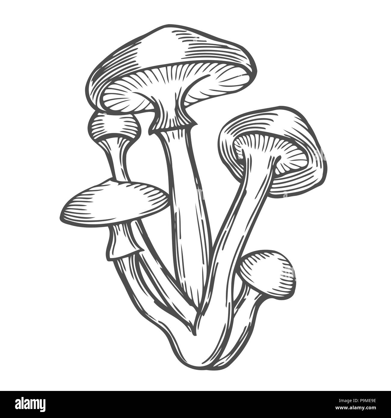 Pilze Vector Illustration. Handskizze Bild gezeichnet Stock ...