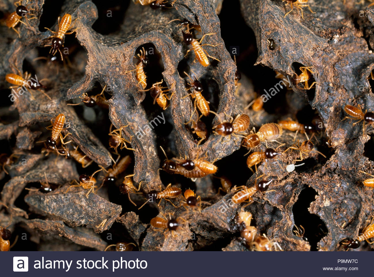 Termites Nests Stockfotos & Termites Nests Bilder - Alamy
