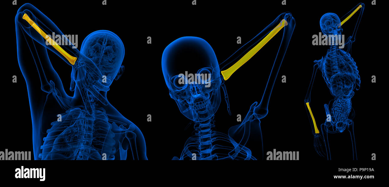 Radius Knochen Stockfotos und -bilder Kaufen - Alamy