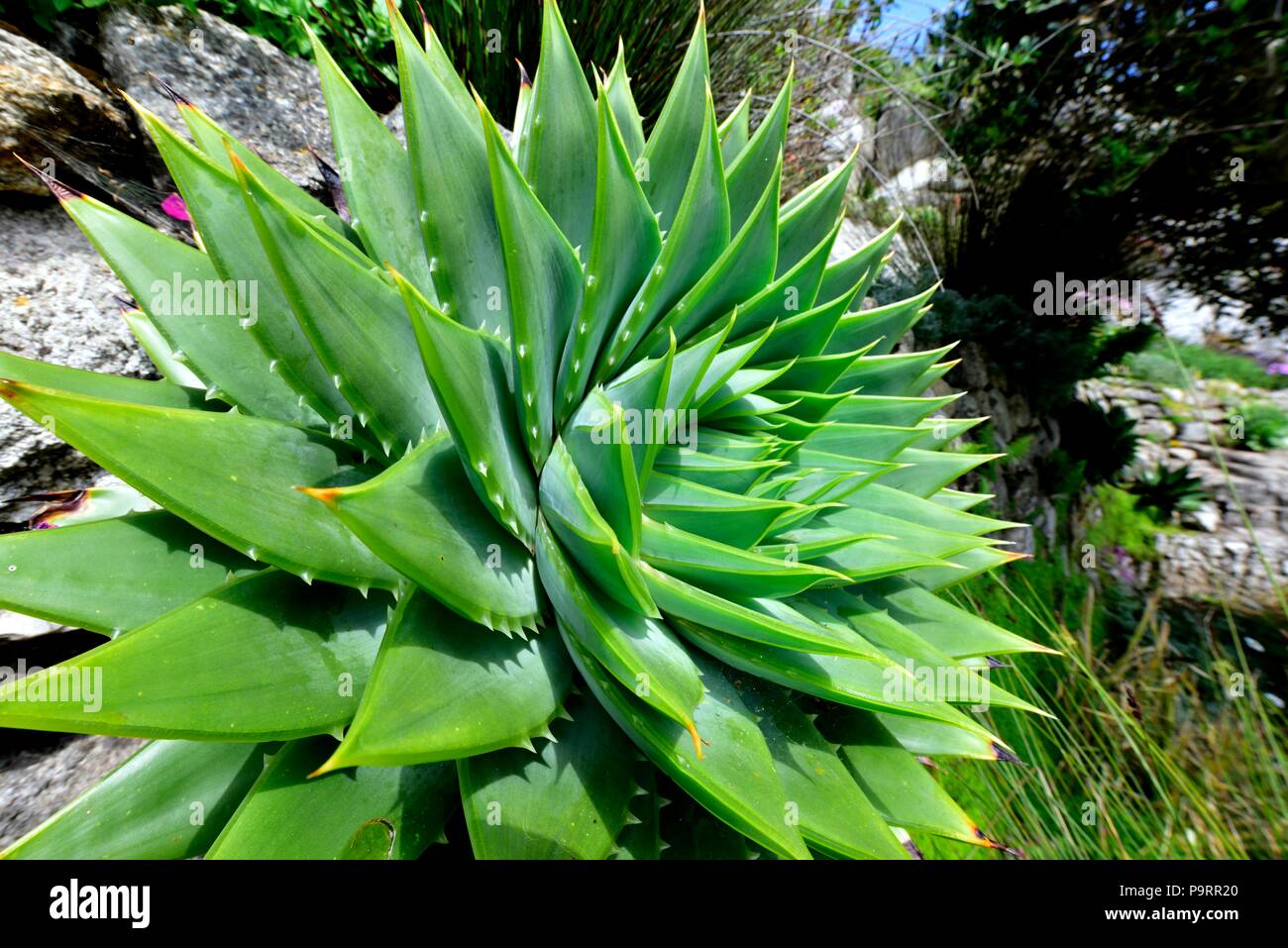Aloe polyphylla, Spirale Aloe, kroonaalwyn, lekhala kharetsa, viele ...