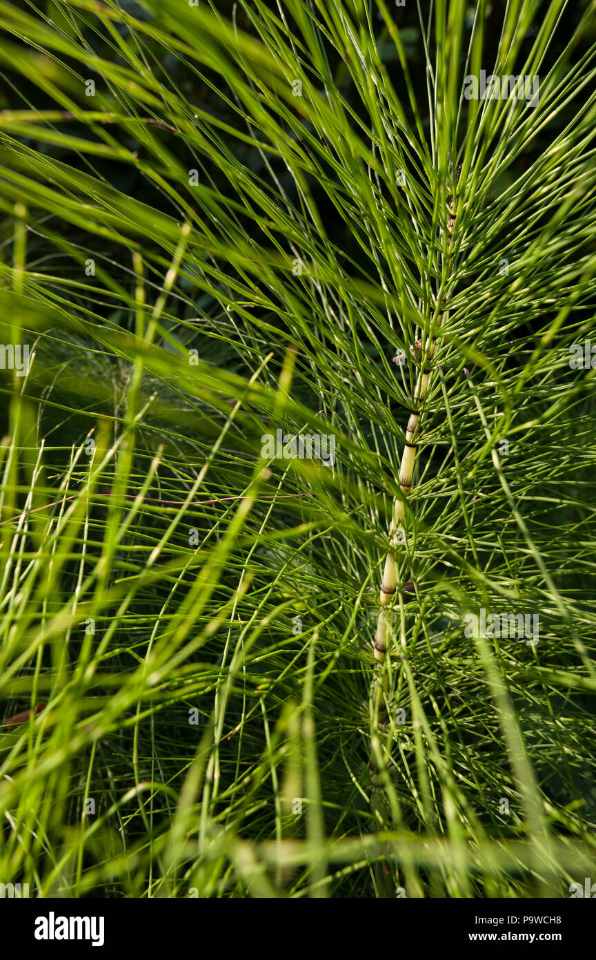 Dappled Sonnenlicht verfängt sich die sterilen Stängel von grossen ...