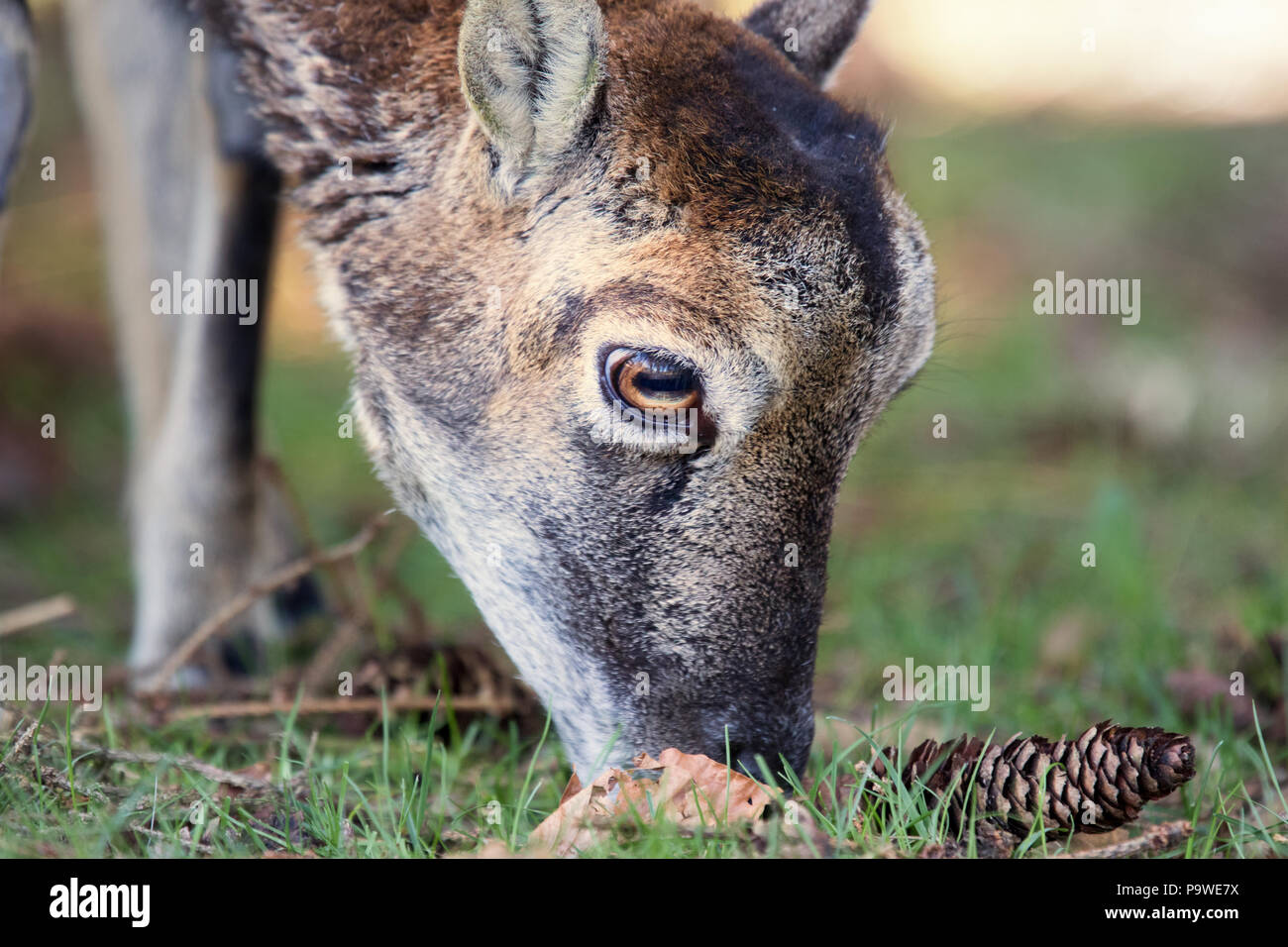 Wild goat capra aegagrus -Fotos und -Bildmaterial in hoher Auflösung ...