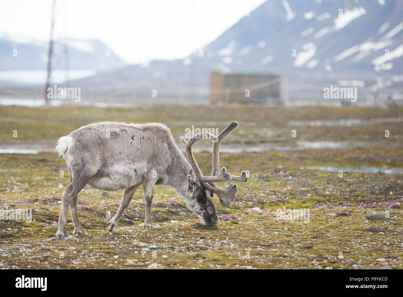 Rentier essen -Fotos und -Bildmaterial in hoher Auflösung – Alamy