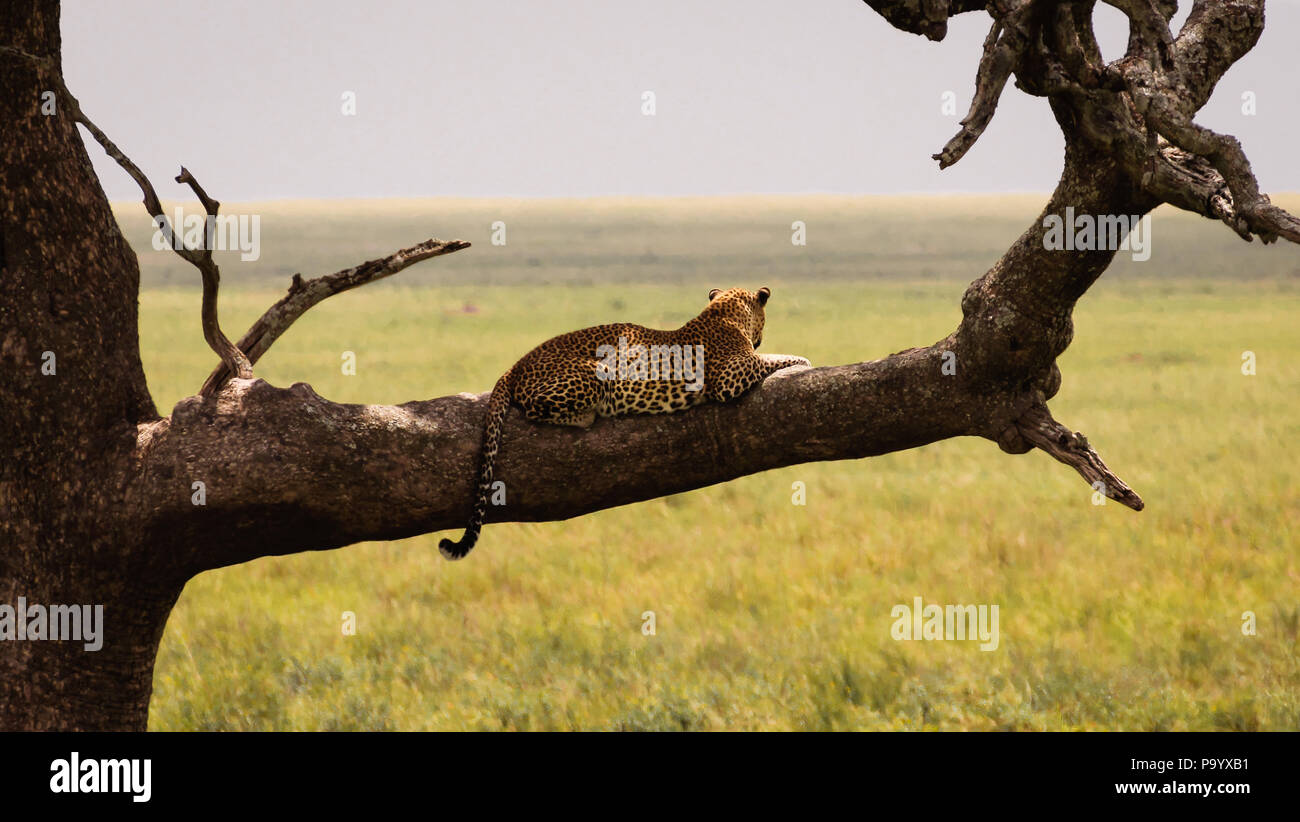 Serengeti safari jagd -Fotos und -Bildmaterial in hoher Auflösung – Alamy
