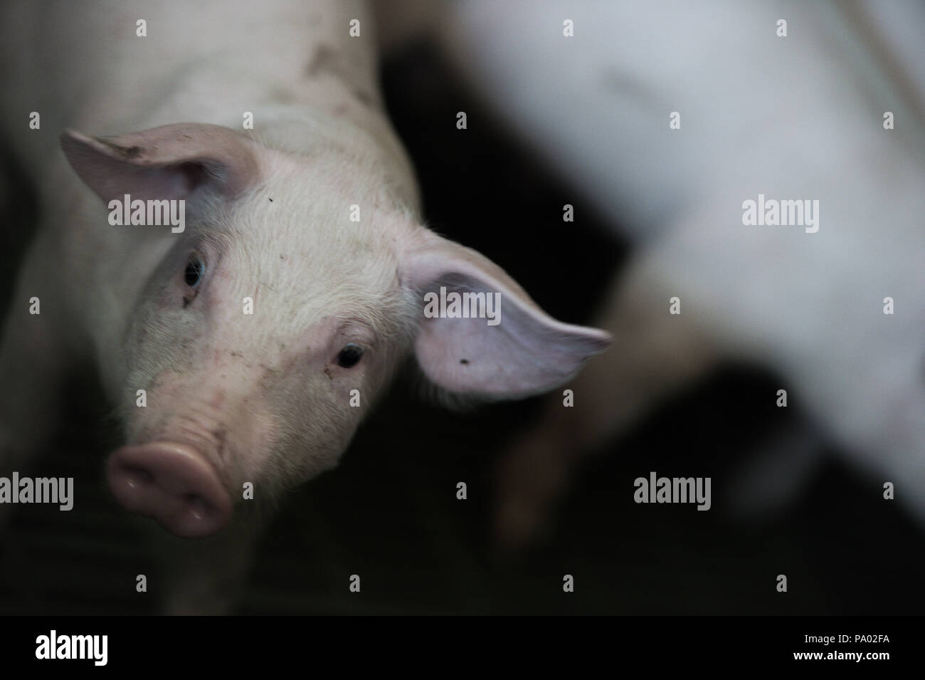 Schweine Auf Stroh Stockfotos und -bilder Kaufen - Alamy