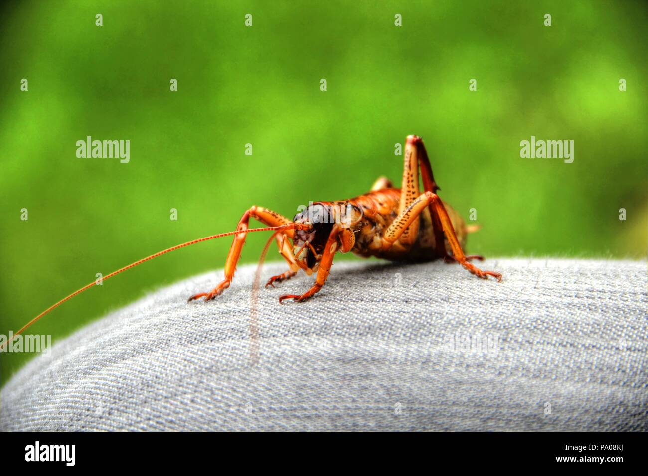 Weta new zealand -Fotos und -Bildmaterial in hoher Auflösung – Alamy