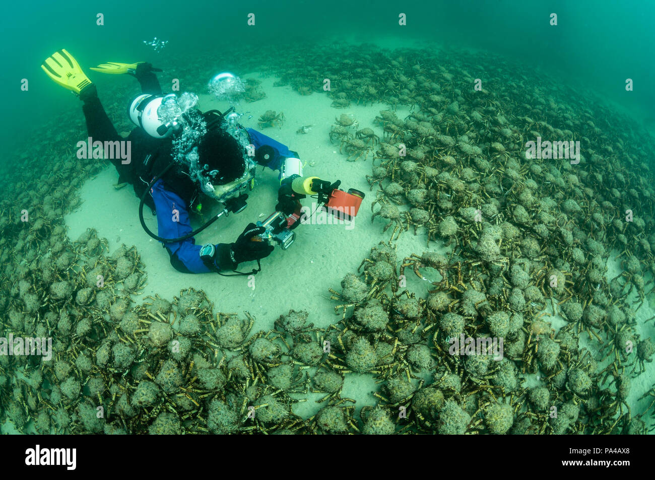 Uw-Fotografen mit riesigen Seespinnen Stockfotografie - Alamy