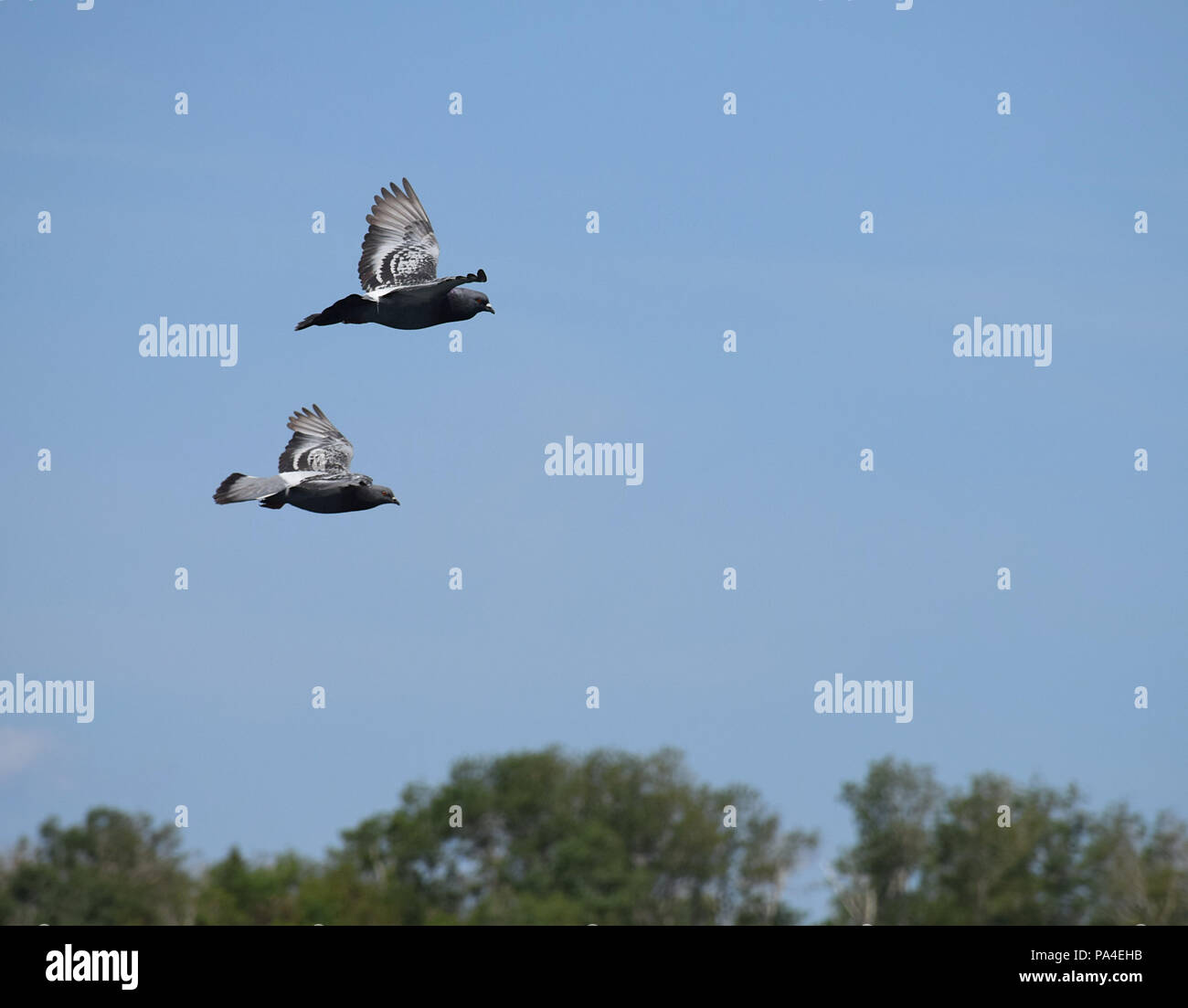 Pigeons in flight -Fotos und -Bildmaterial in hoher Auflösung – Alamy
