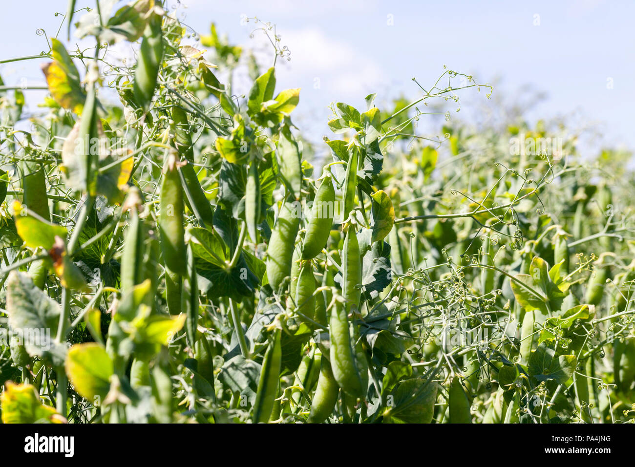 Erbse keimling acker -Fotos und -Bildmaterial in hoher Auflösung – Alamy