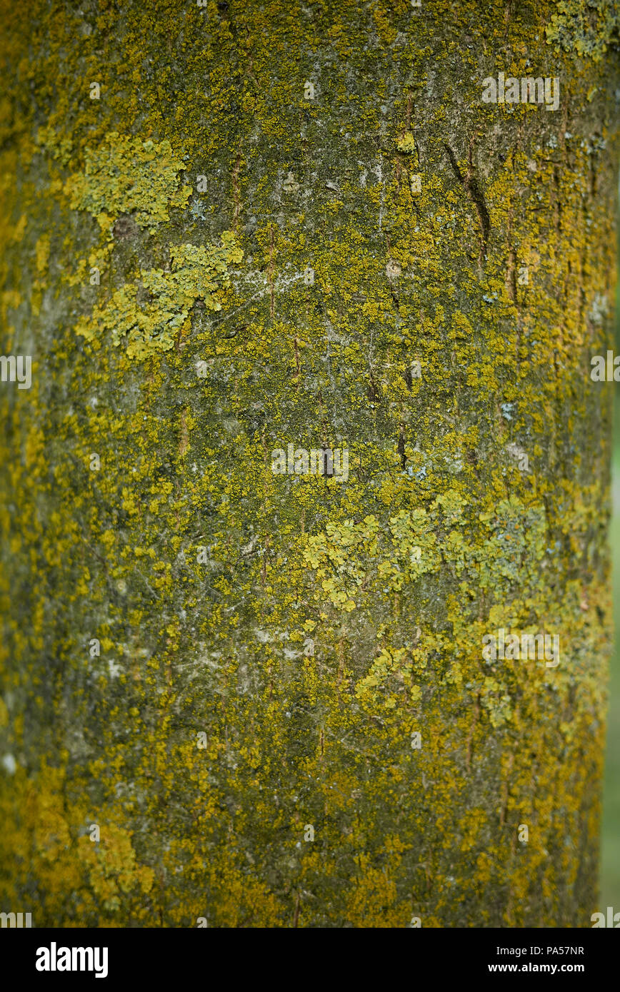 Rinde von Fraxinus excelsior Baum Stockfotografie - Alamy