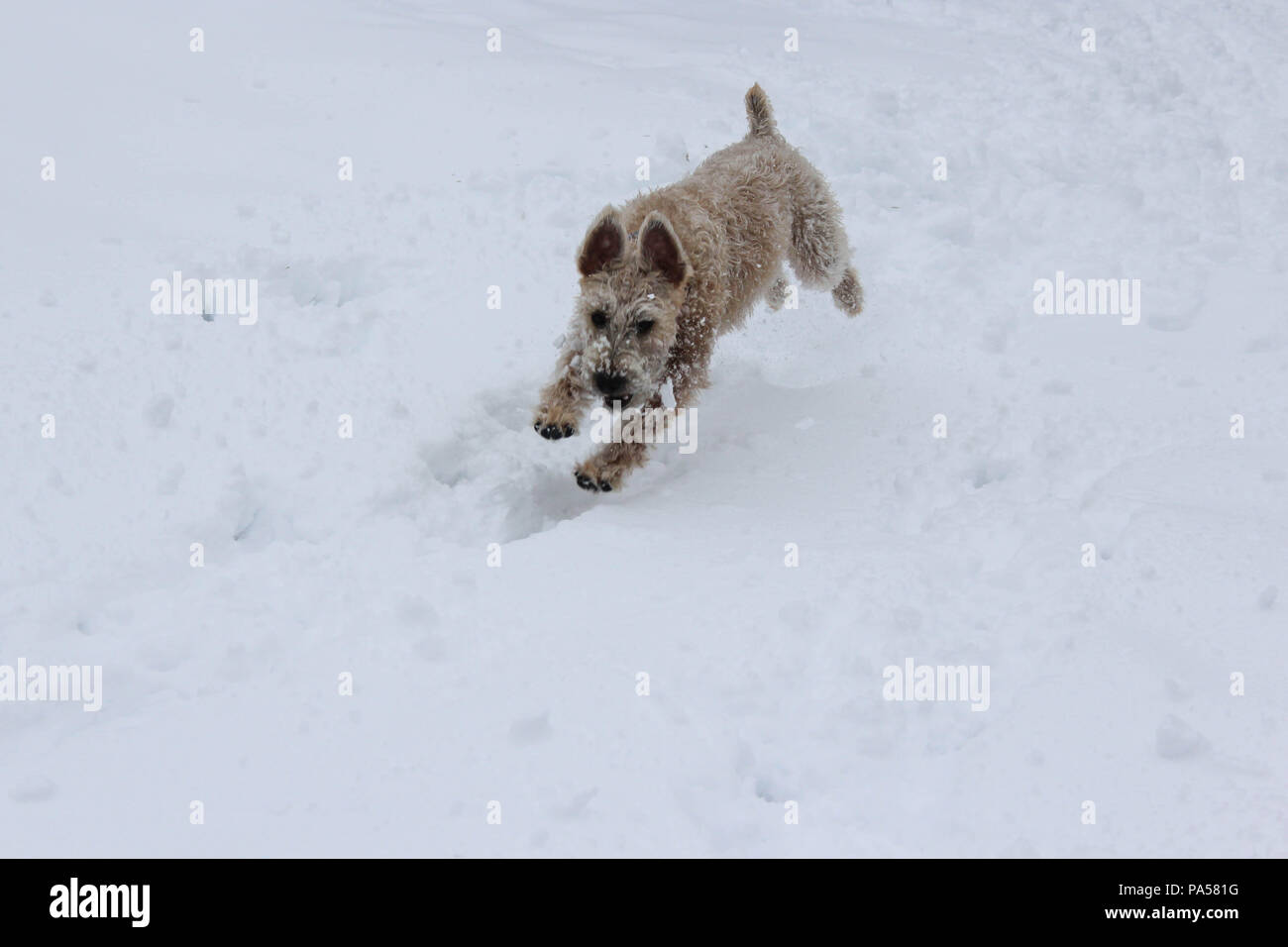 Irish soft coated wheaten terrier Stockfotos und -bilder Kaufen - Alamy