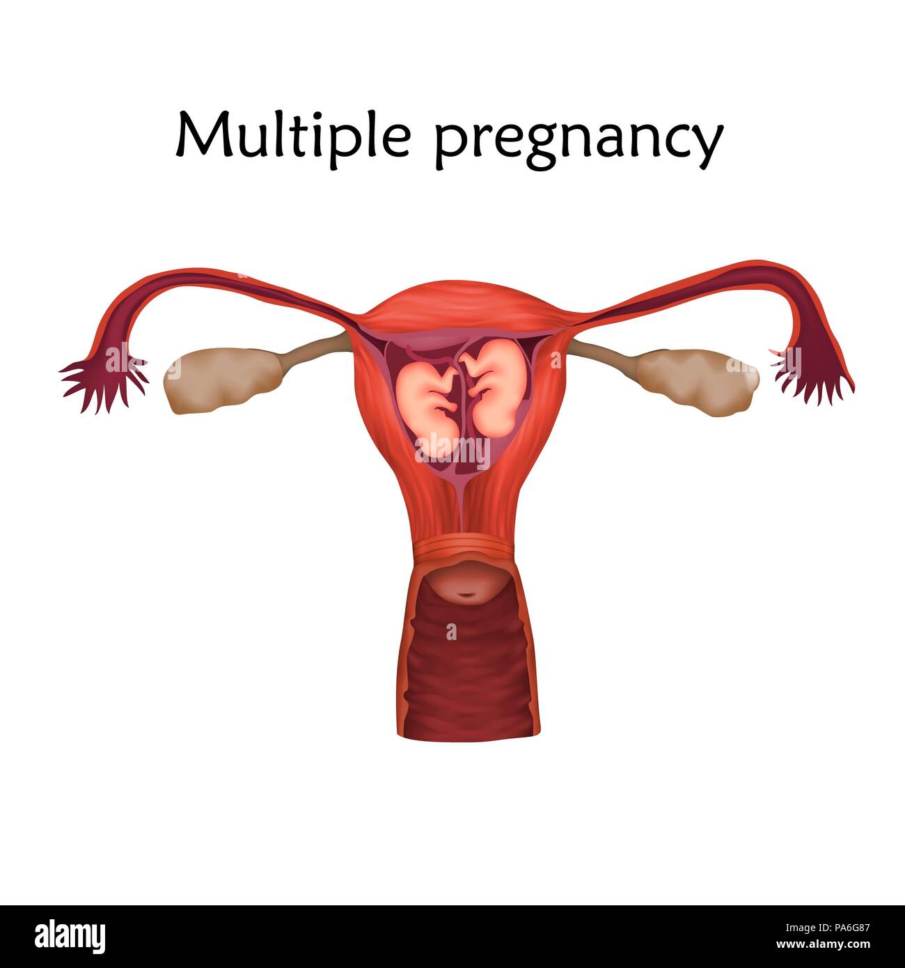 Anatomie Uterus Schwangerschaft Ausgeschnittene Stockfotos und -bilder ...