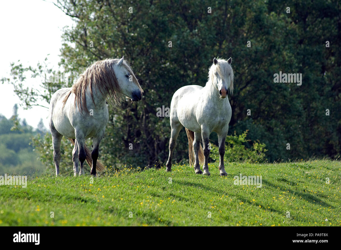 Spanish breed -Fotos und -Bildmaterial in hoher Auflösung – Alamy