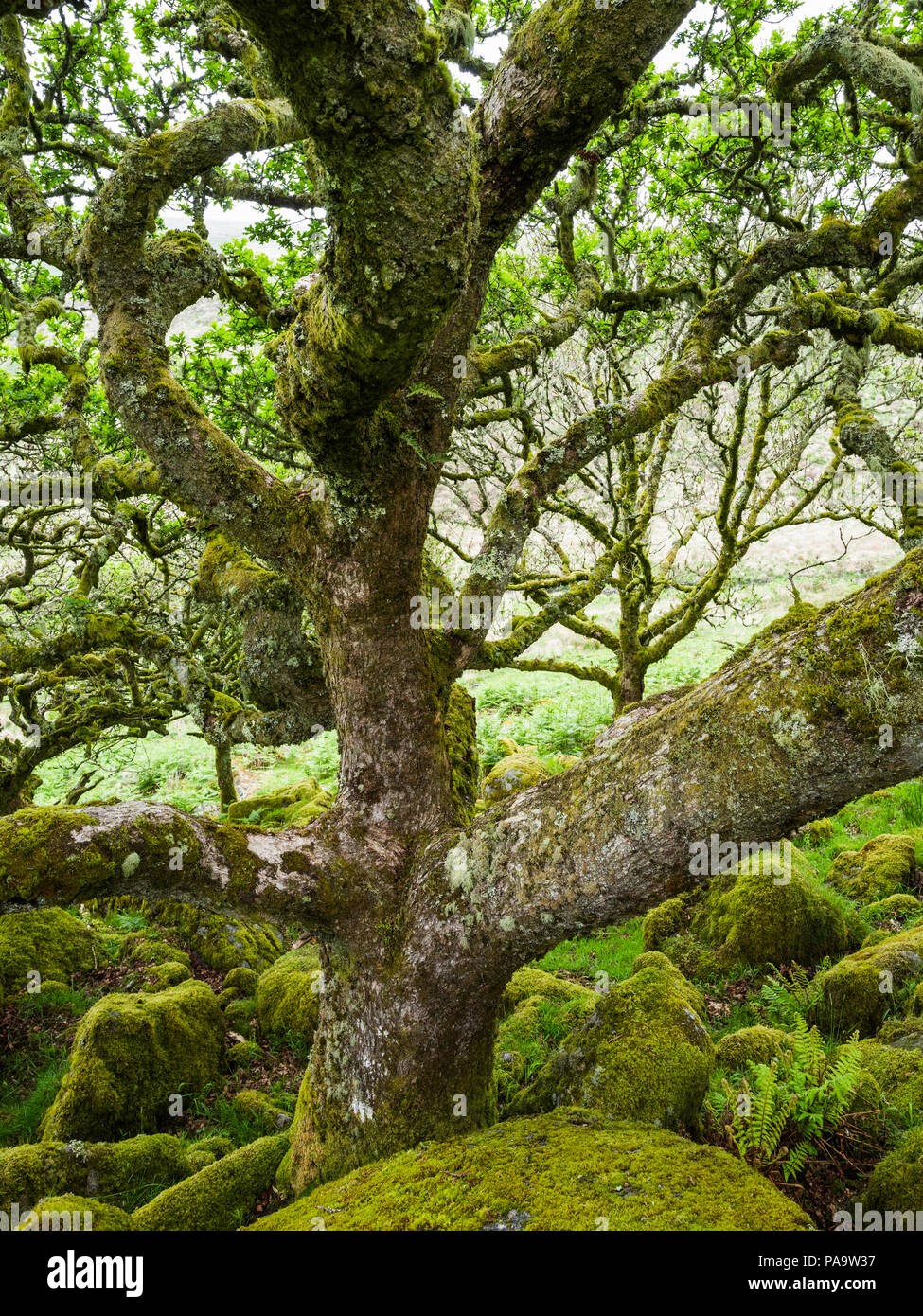 Eichenholz eichenholz -Fotos und -Bildmaterial in hoher Auflösung – Alamy