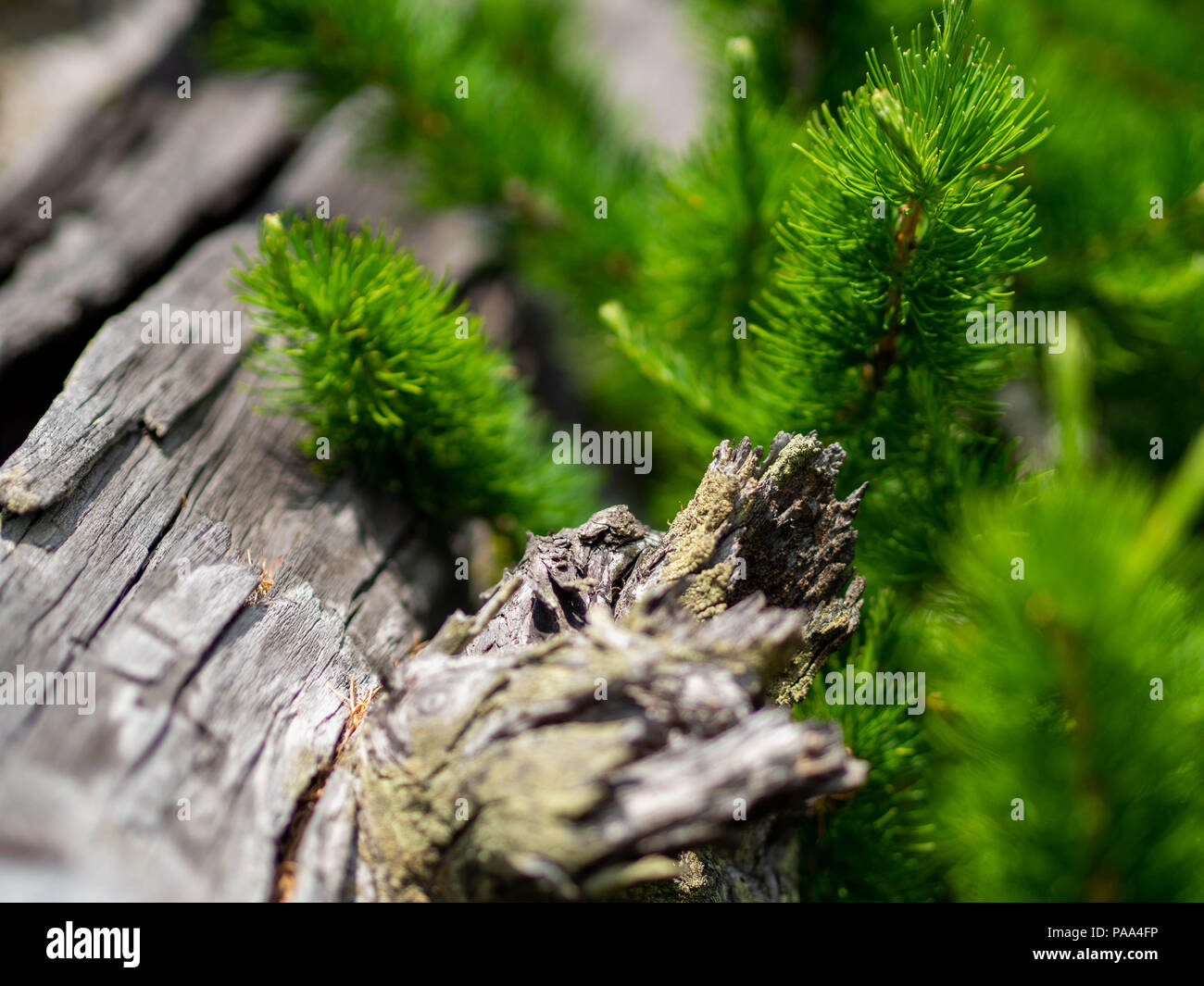 Wald nadelbaum ökosystem -Fotos und -Bildmaterial in hoher Auflösung ...
