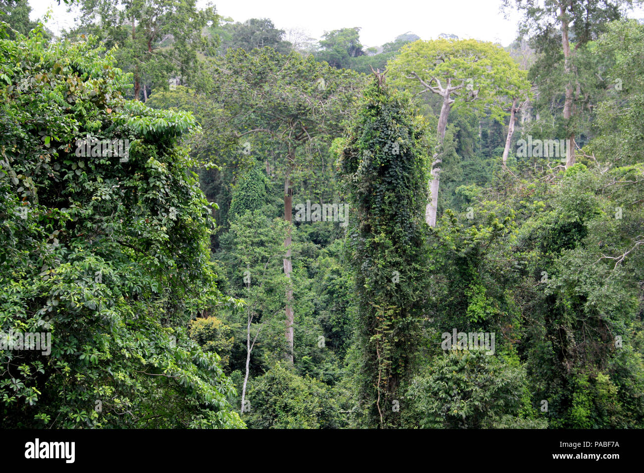 Afrikanischer regenwald -Fotos und -Bildmaterial in hoher Auflösung – Alamy