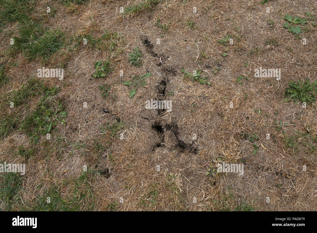 Dry drought grass in alexandra palace park -Fotos und -Bildmaterial in ...