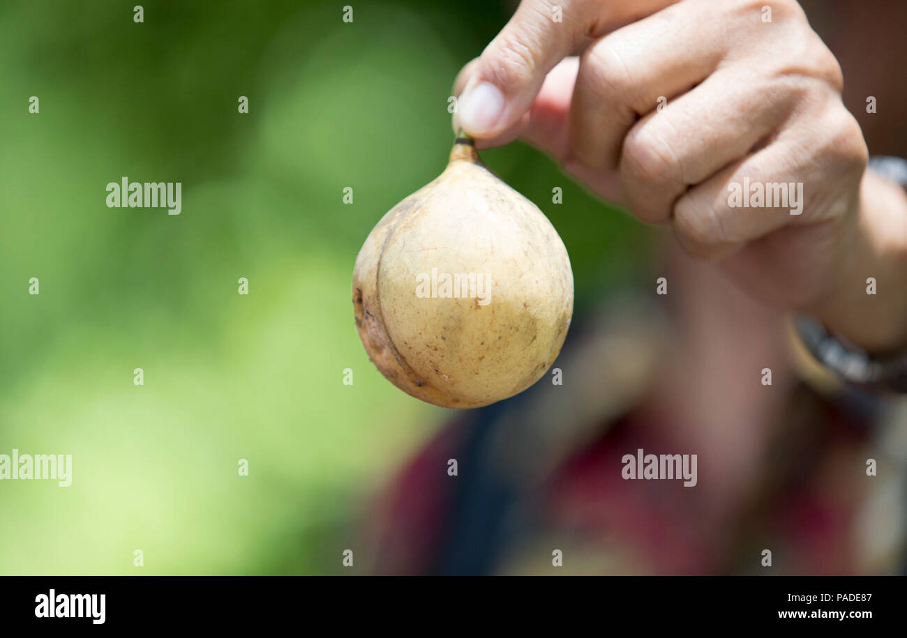 Muskatnuss ernte -Fotos und -Bildmaterial in hoher Auflösung – Alamy