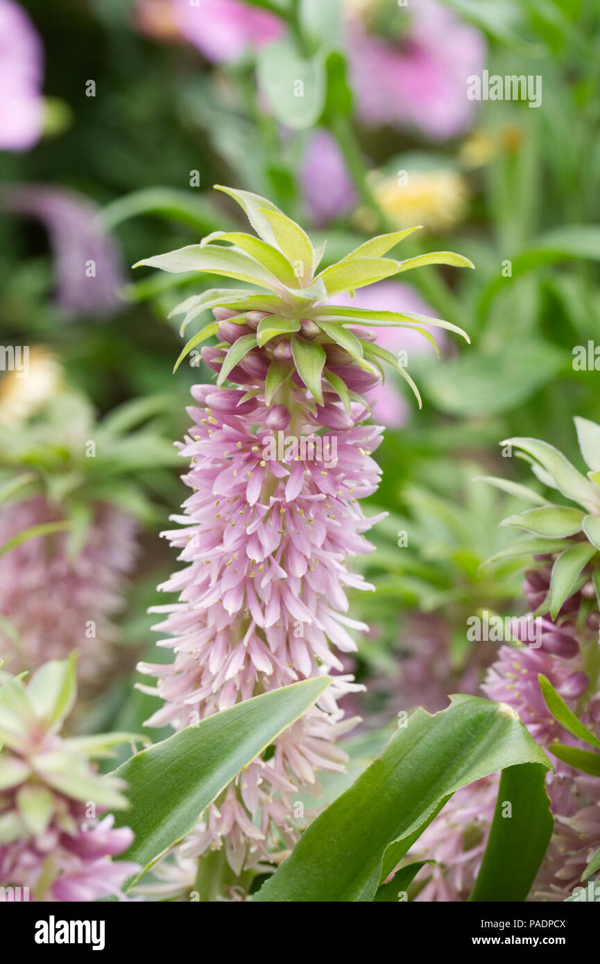 Eucomis blumen -Fotos und -Bildmaterial in hoher Auflösung – Alamy
