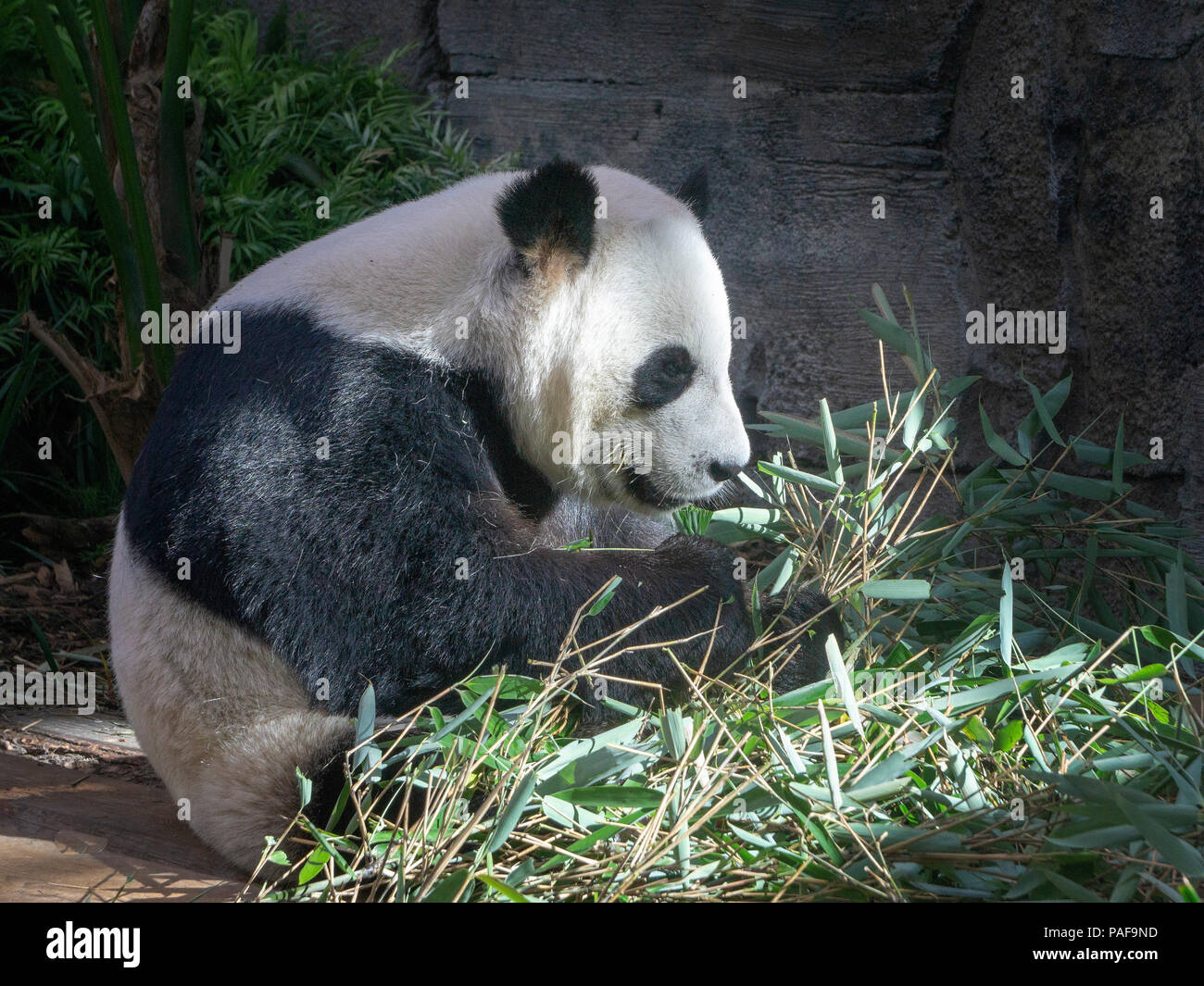 Panda Land Stockfotos und -bilder Kaufen - Alamy