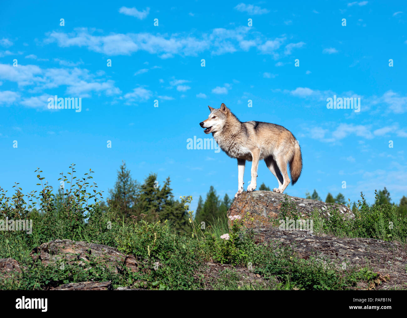 Wolf howl sky -Fotos und -Bildmaterial in hoher Auflösung – Alamy