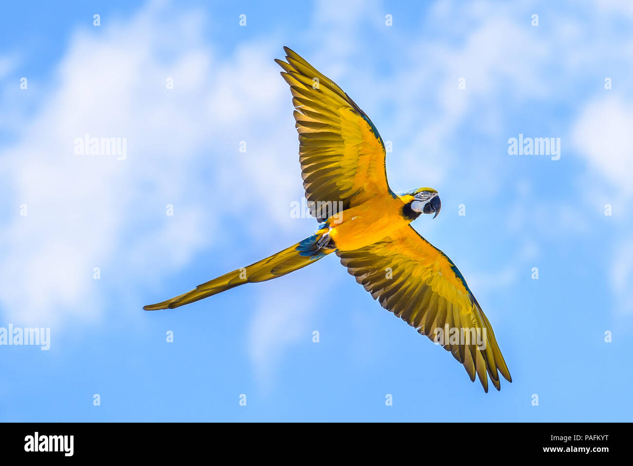 Ein Blau und Gold oder Blaue und gelbe Ara (Ara Ararauna) im Flug gegen ...