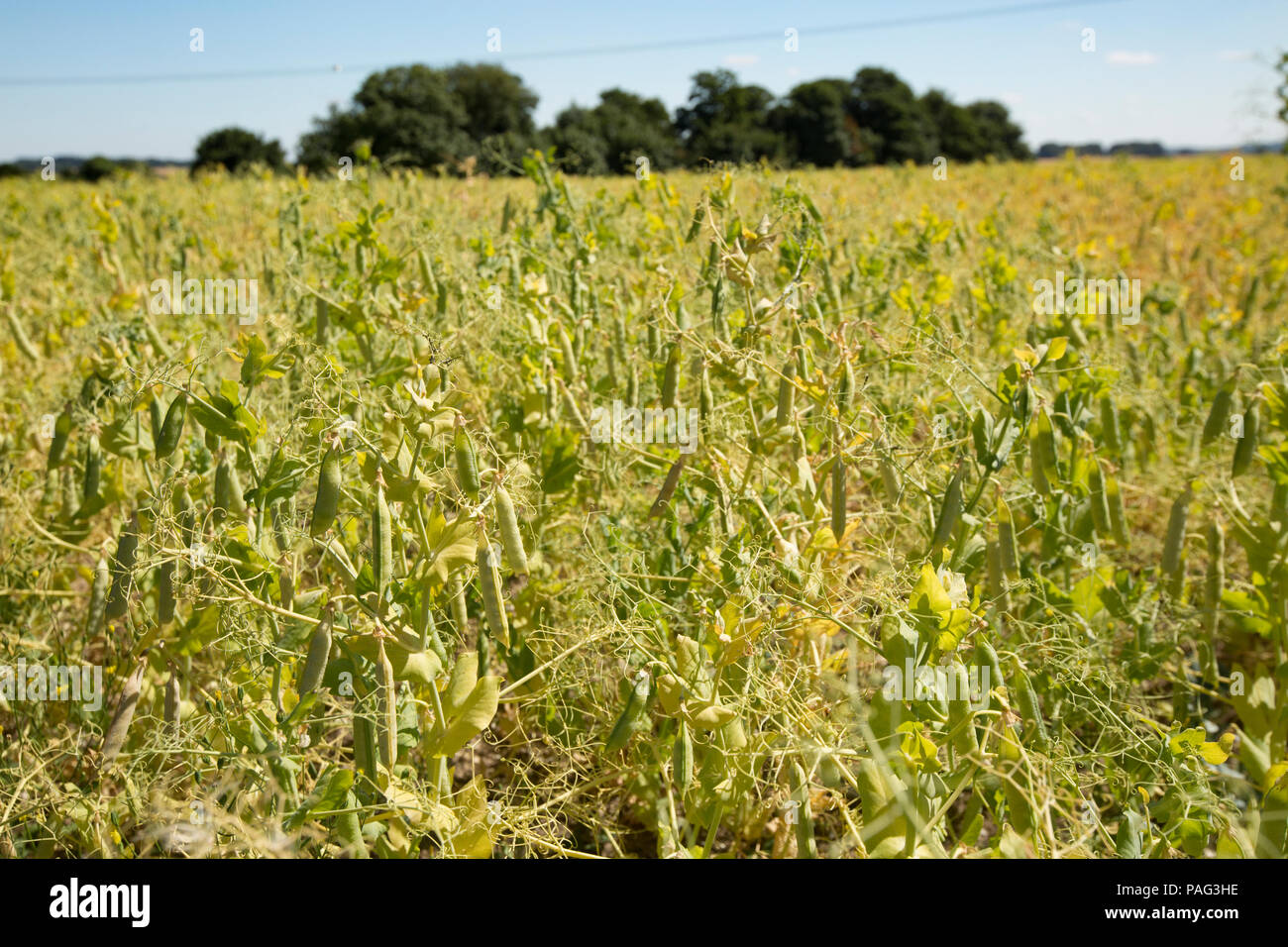 Mangel erbsen -Fotos und -Bildmaterial in hoher Auflösung – Alamy