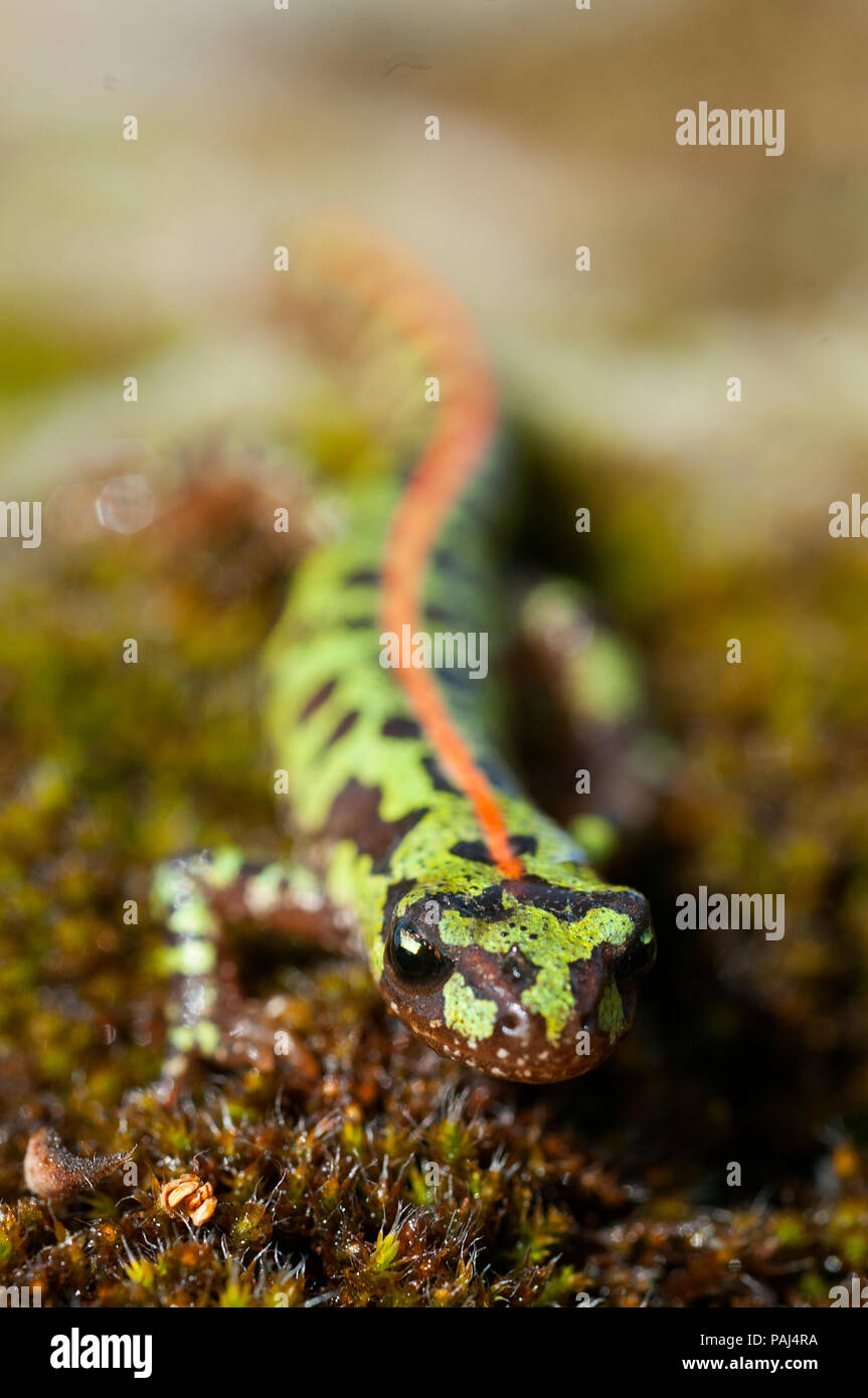 Pygmy marmoriert Newt (Triturus pygmaeus), Amphibien Stockfotografie ...