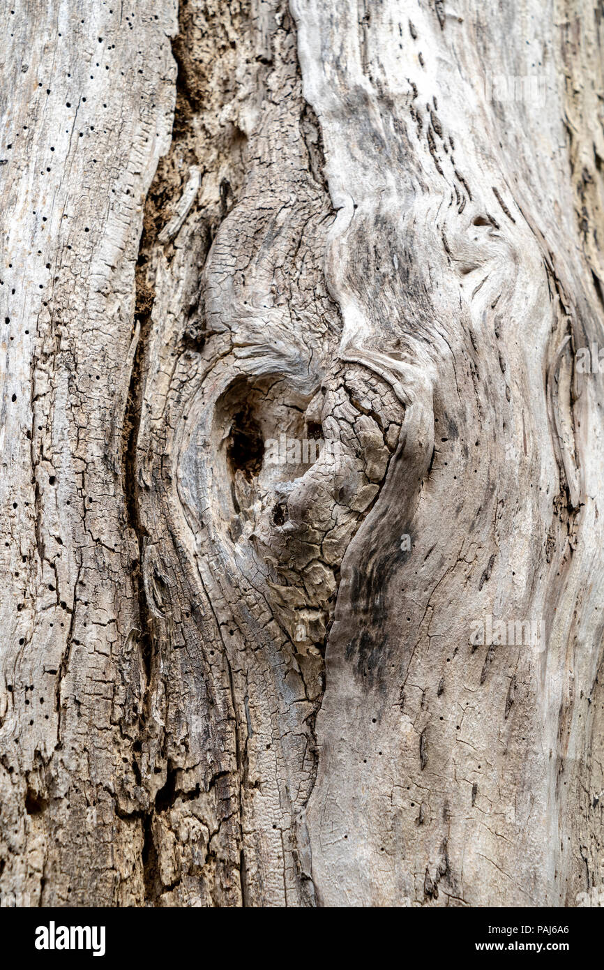 Totten wood -Fotos und -Bildmaterial in hoher Auflösung – Alamy