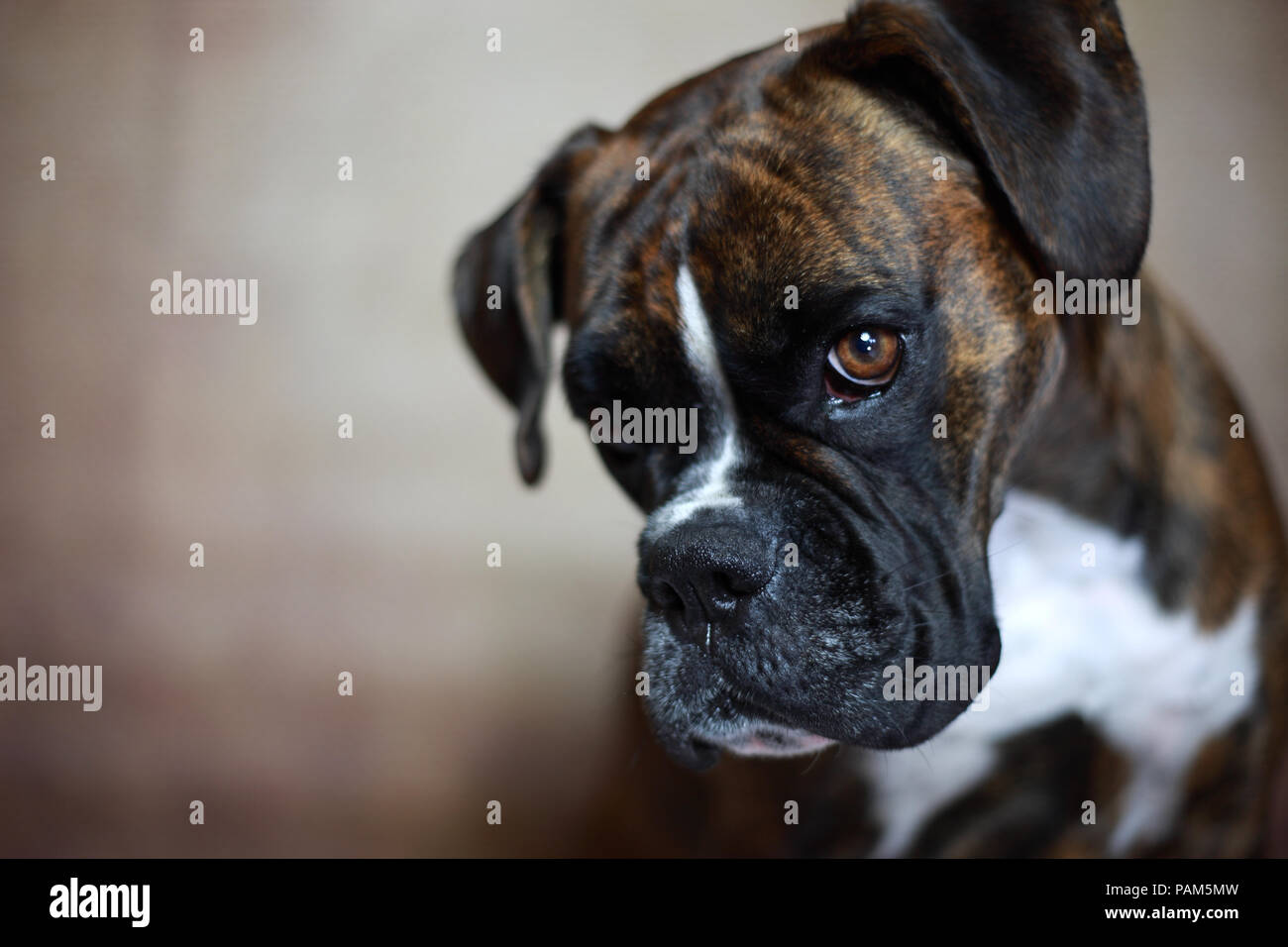 Gestromte boxer hunde -Fotos und -Bildmaterial in hoher Auflösung – Alamy