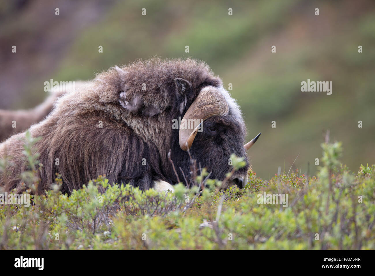 Alaska moschusochse -Fotos und -Bildmaterial in hoher Auflösung – Alamy