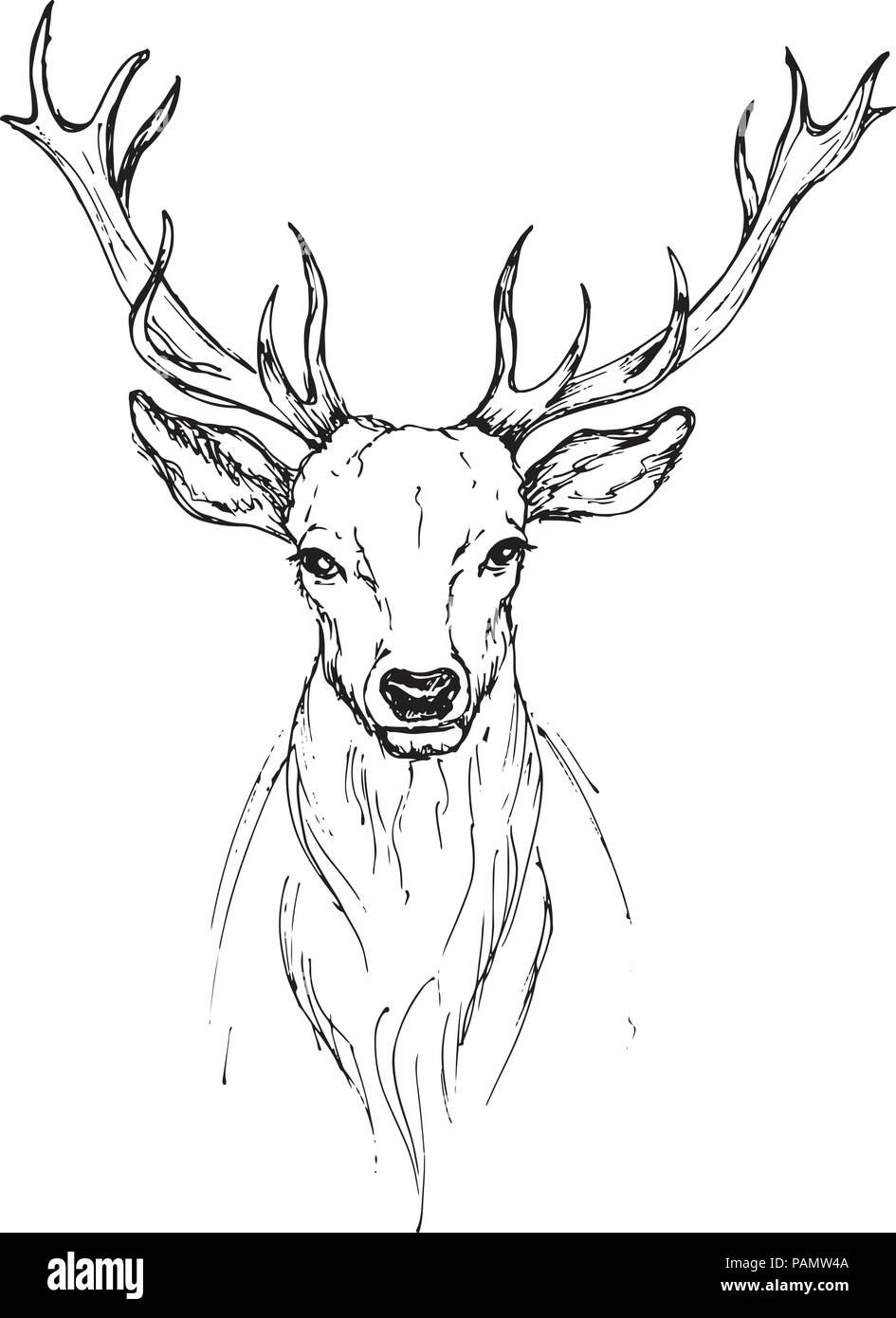 Vektor Skizze von Pen edle Hirsche Vorderansicht Stock-Vektorgrafik - Alamy